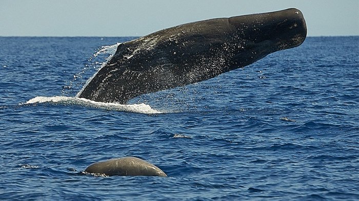Ini Deretan Peristiwa Viral Matinya Paus dengan Perut Penuh Sampah ...