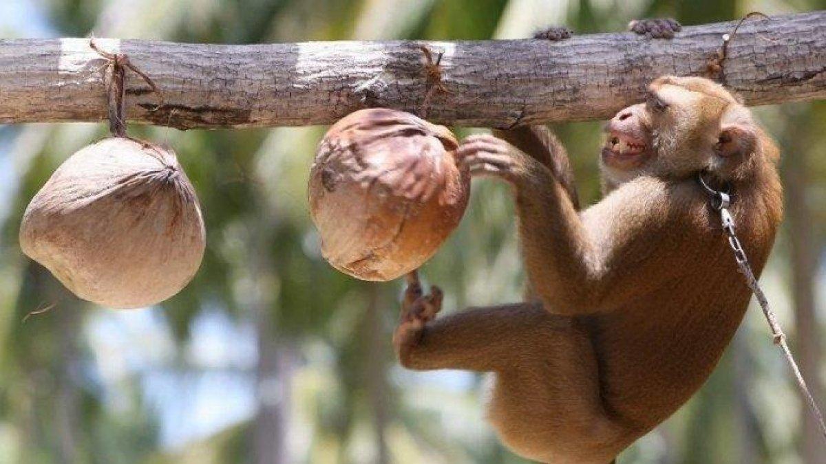 ASTAGHFIRULLAH Monyet Beruk Peliharaan Warga di Koja Lepas, Si John ...