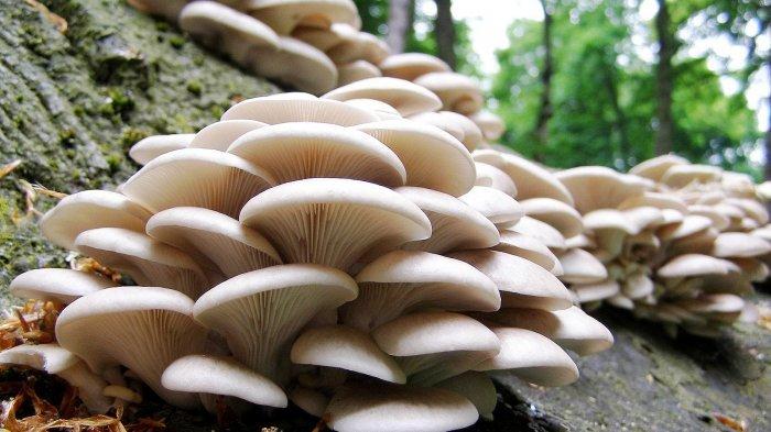 5 Manfaat Luar Biasa dari Jamur Tiram untuk Kesehatan, Bisa ...