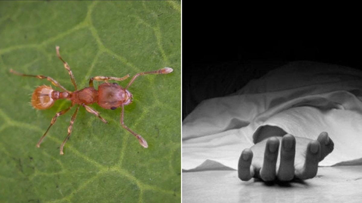 ASTAGA Wanita Meninggal Setelah Menginjak Semut Api, Ahli Beri ...