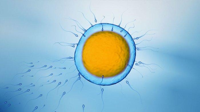 5 Fakta Mengejutkan Tentang Sel Telur Perempuan, Ukurannya Lebih Besar ...