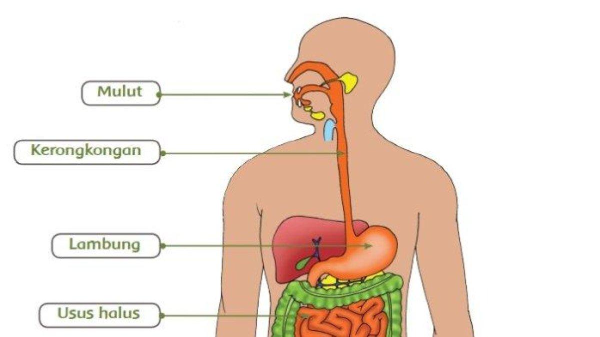 15 Kunci Jawaban Ilmu Pengetahuan Alam Kelas 7 SMP Tahun 2023-2024, Tentang Sistem Organ Manusia ...