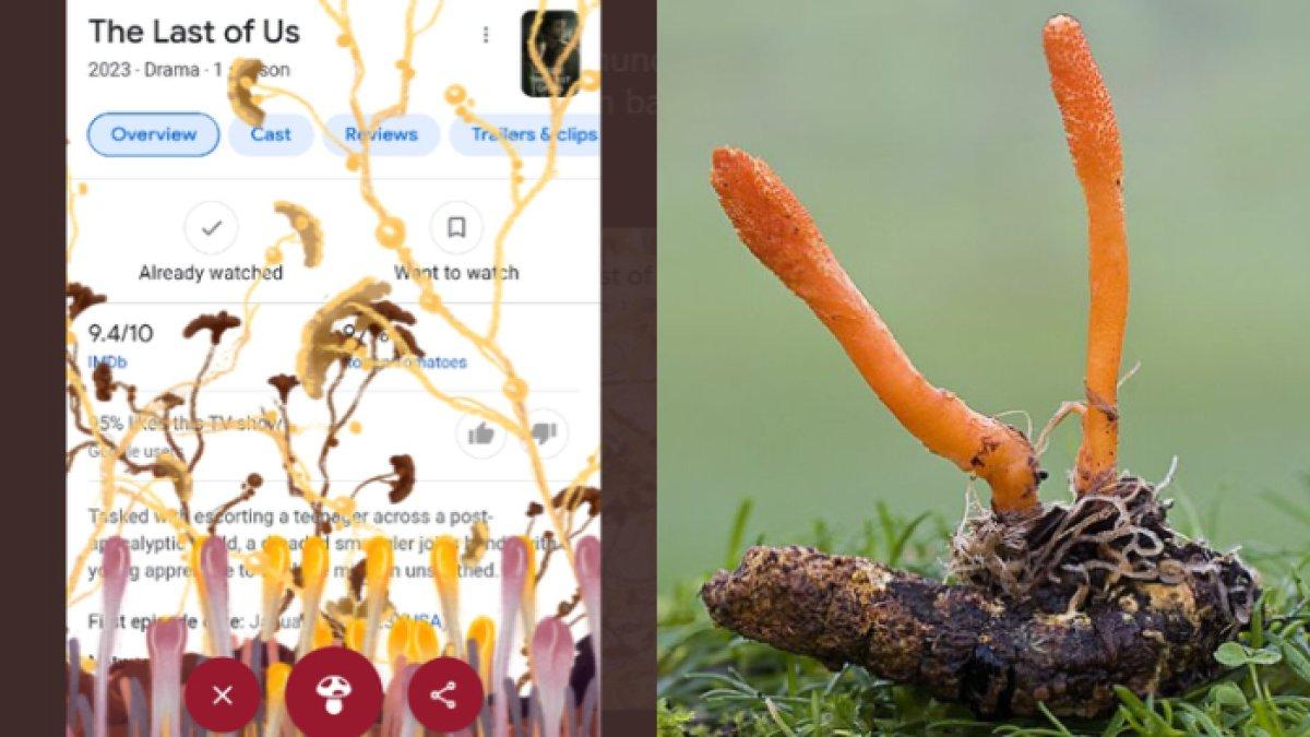 Muncul di serial The Last of Us, Apa Itu Jamur Cordyceps? Bahkan Jadi ...