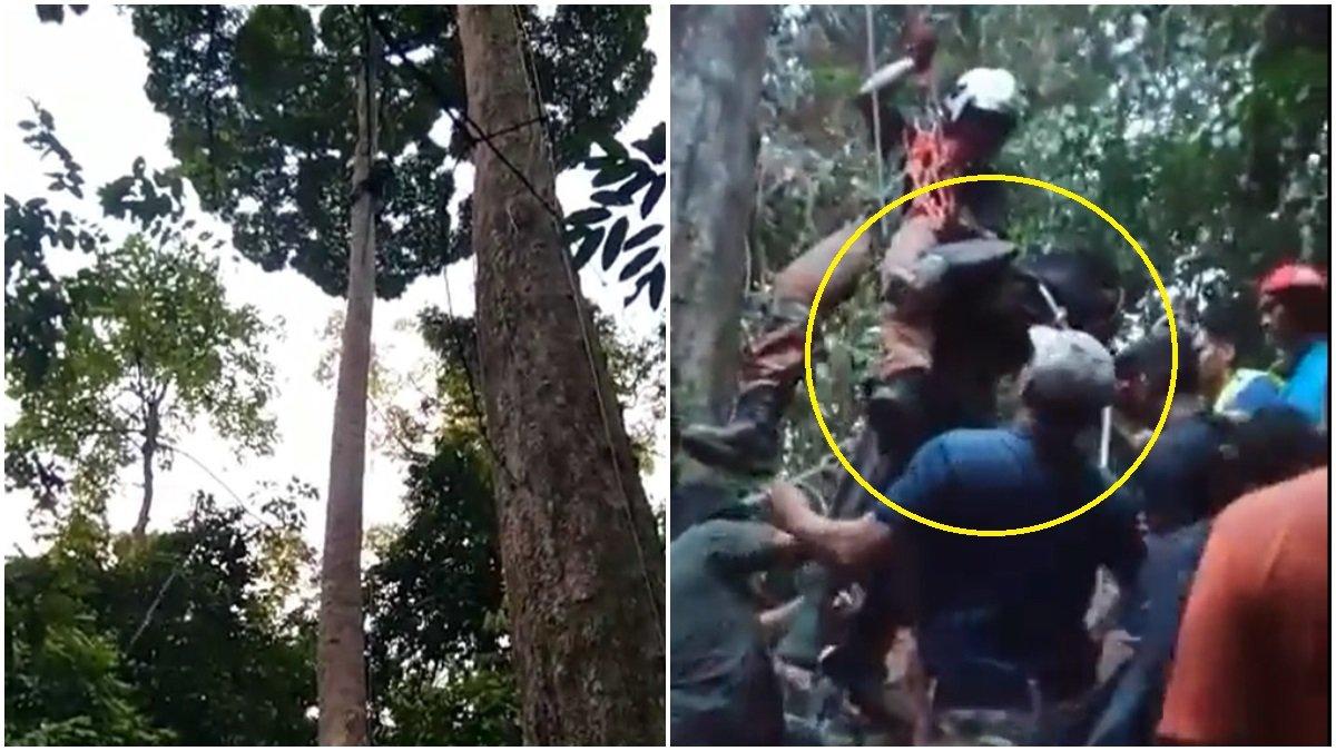 PILU Kakek Pencari Madu Hilang di Hutan, Ternyata Jasadnya Tersangkut di Pohon Setinggi 60 Meter ...
