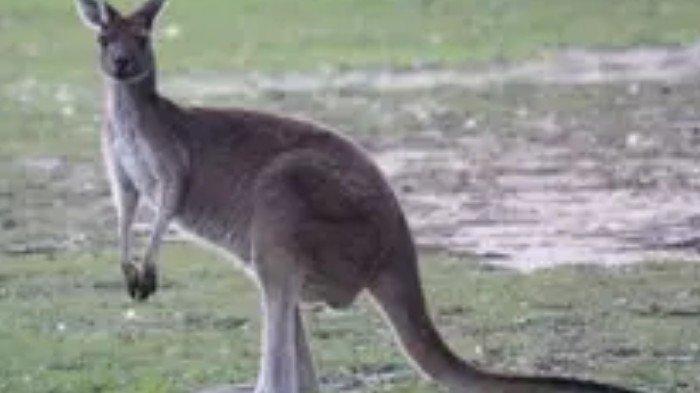 KASUS Pertama dalam 86 Tahun, Pria Australia Meninggal Karena Diserang Kanguru Peliharaan ...