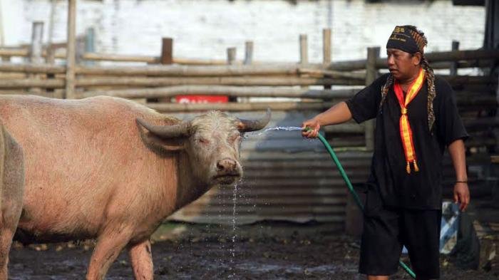 Bikin Mabuk, Jenis Makanan Ini Tak Boleh Disantap Kebo Bule Milik ...
