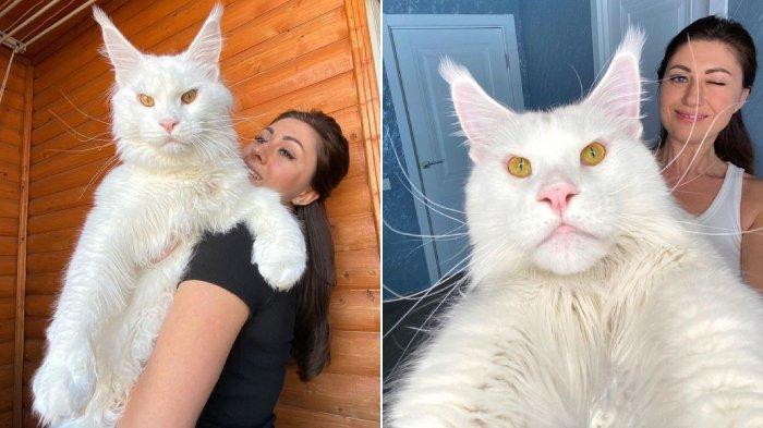 VIRAL Kucing Raksasa Sebesar Balita, Sempat Dikira Anjing, Pemilik ...