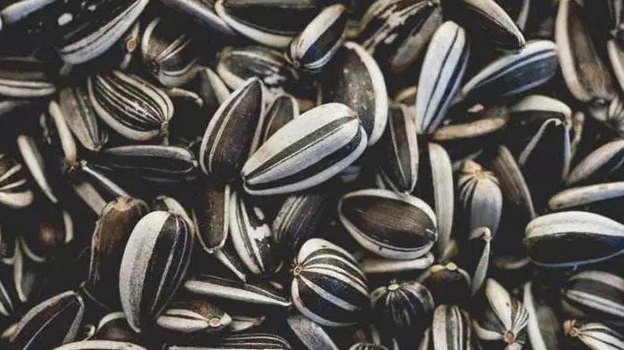 Tak Hanya untuk Camilan, Ini 5 Manfaat Kuaci untuk Kesehatan Tubuh ...