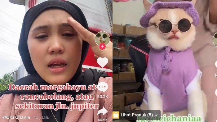VIRAL Seleb Kucing yang Kerap Jadi Model TikTok Mendadak Hilang ...