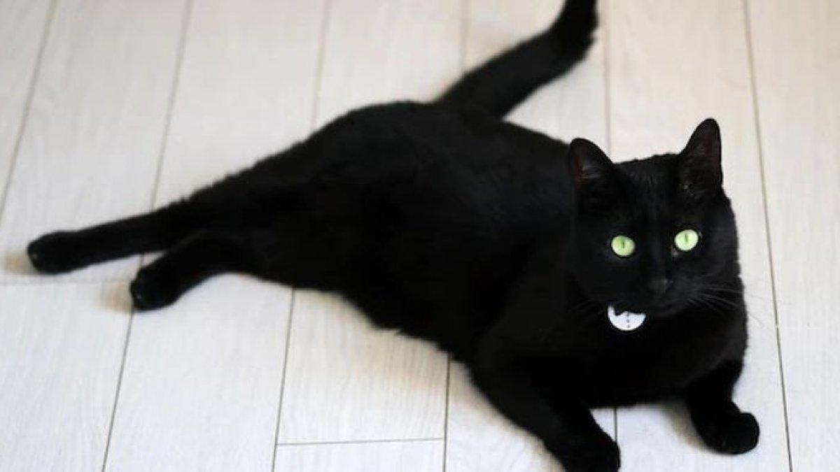 TAFSIR Arti Mimpi Kucing Hitam, Tak Selalu Buruk, Tetap Waspada dan ...