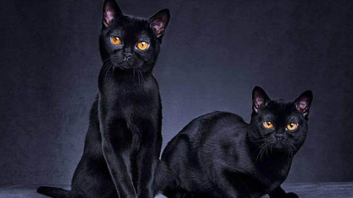 TAFSIR Arti Mimpi Kucing Hitam, Tak Selalu Buruk, Tetap Waspada dan ...