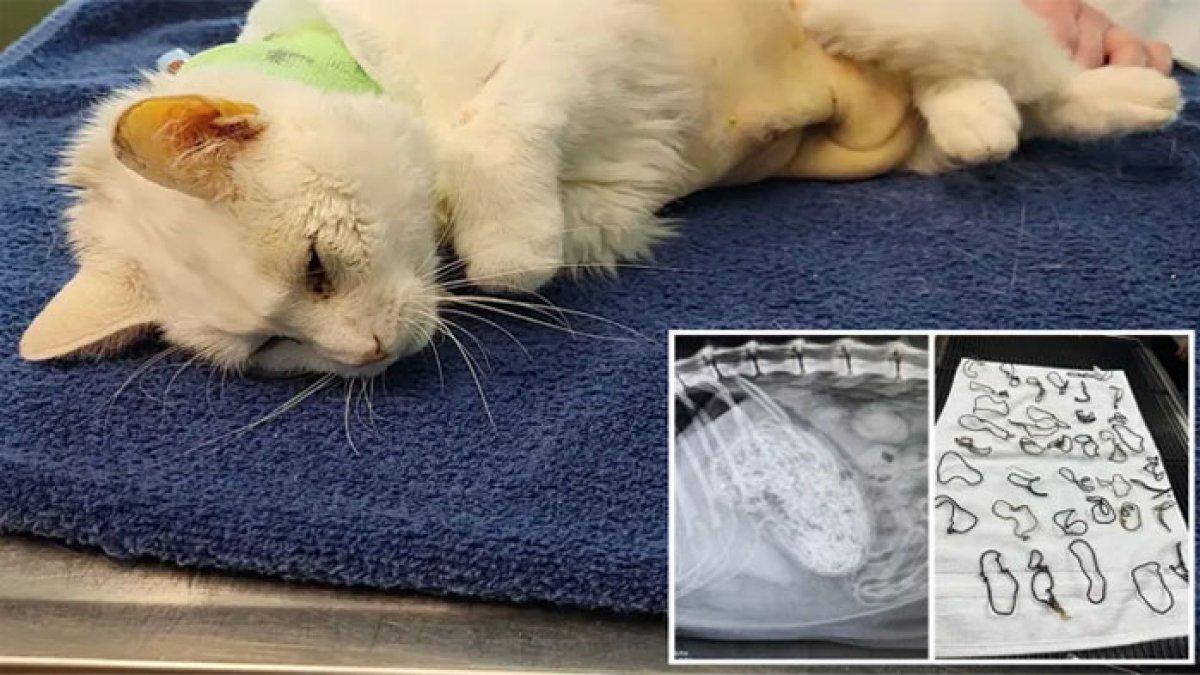 Kucing Lemas Tak Mau Makan, Dokter Syok Periksa Perutnya: Aku Belum ...
