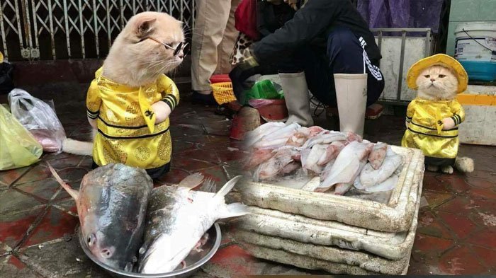 Viral Foto-Foto Kucing Penjaga Ikan di Vietnam, Gayanya Sungguh ...