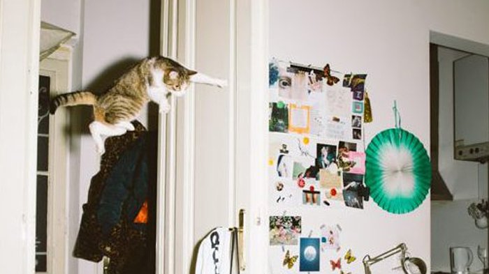 Unik! Fotografer Ini Menangkap Gambar Kucing Sedang 'Terbang ...