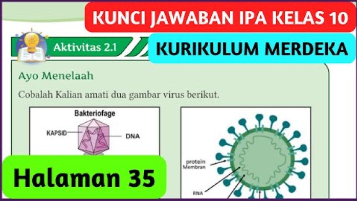 Soal dan Kunci Jawaban IPA Kelas 10 SMA Halaman 35 : Mengamati Bakteriofage dan Virus Corona ...