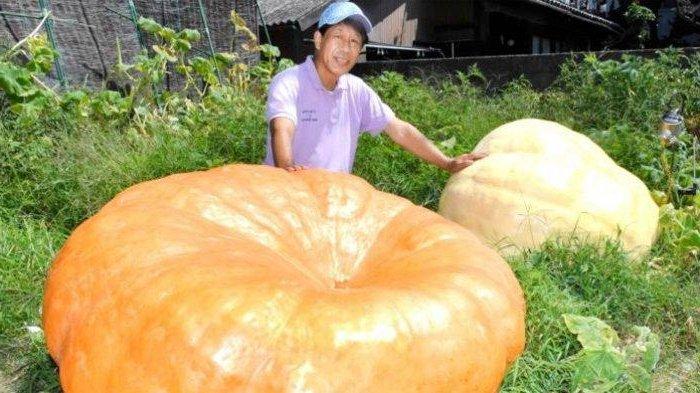 Pria Jepang Berhasil Mengembangkan Labu Raksasa Berdiameter 120 Cm ...