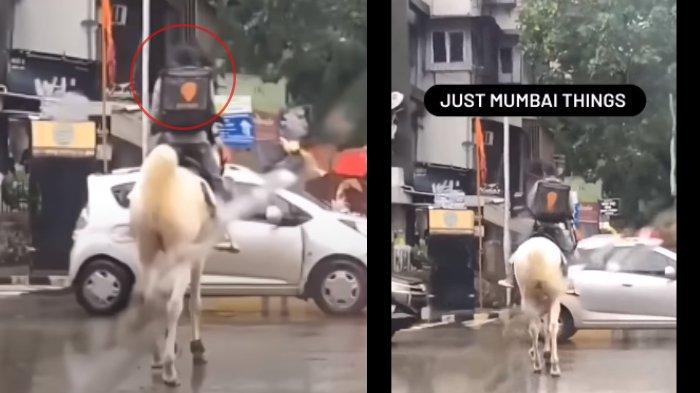 VIRAL Penunggang Kuda Misterius Bikin Warga Kota Heboh, Bukan Pengantar ...