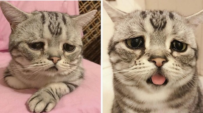 Inilah Kucing Paling Sedih di Dunia, Lihat 11 Foto dan Ekspresinya ...