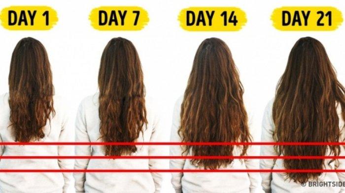 6 Makanan yang Bisa Mempercepat Pertumbuhan Rambut, Patut Dikonsumsi ...