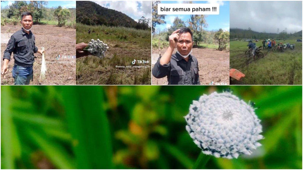 Bunga Rawa Cantik Ranca Upas Viral Dirusak Acara Trail, Hanya Ada di 2 ...