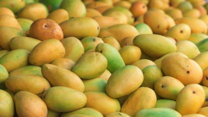 Inilah 5 Fakta Tentang Buah Mangga, dari Asal-usul hingga Kandungan ... Inilah 5 Fakta Tentang Buah Mangga, dari Asal-usul hingga Kandungan ...