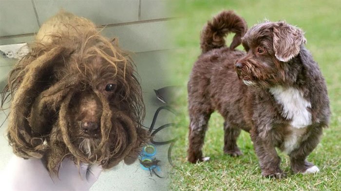 Ditemukan dengan Bulu Gimbal, Kurus, dan Tak Terurus, Transformasi ...