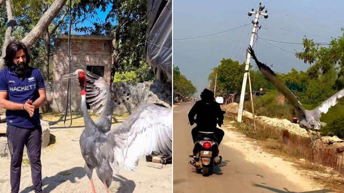 'Kemanapun Diikuti' Kisah Pria Berteman dengan Burung Bangau Saurus, Lengket Setelah ...