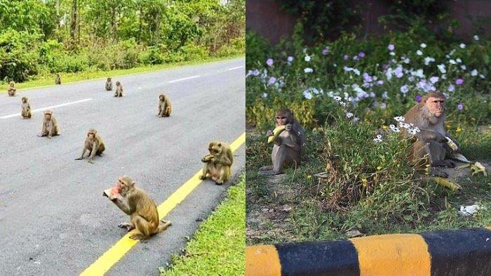 MALU, AH! Masa Manusia Kalah Sama Monyet? Betapa Tertib Hewan-hewan Ini ...