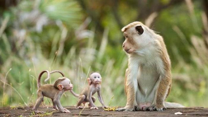 ARTI MIMPI Melihat atau Dikelilingi Monyet, Pertanda Orang Pandai ...