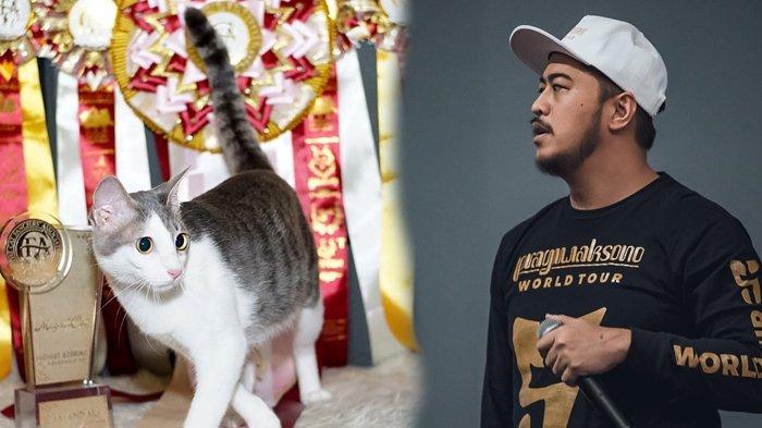 Pandji Pragiwaksono Sindir Kucing 'Gembel', Ternyata ini Awal Mula ...