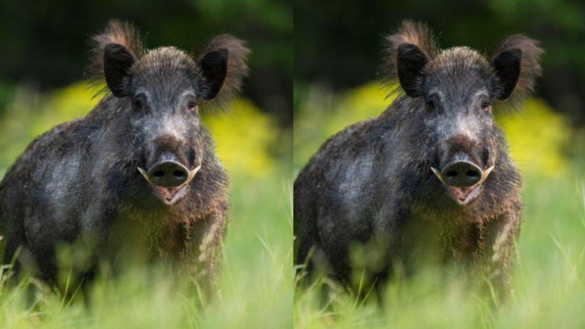 Pasutri Lansia dan Cucu Diserang Babi Hutan saat Berladang di Lombok ...