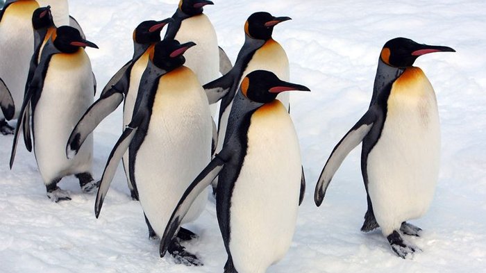 Alasan Tubuh Penguin Berwarna Hitam Putih, Kamufalse hingga Kunci ...