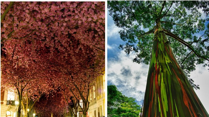 Tak Banyak yang Tahu, Inilah 8 Pohon Paling Cantik di Dunia, Ada yang ...
