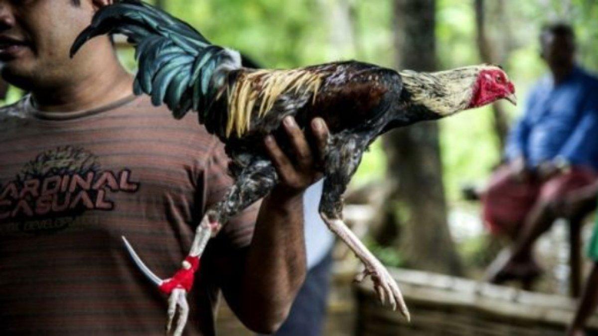 PANIK Digrebek saat Judi Sabung Ayam, Nahas Pria Ini Baru Lari Kena ...