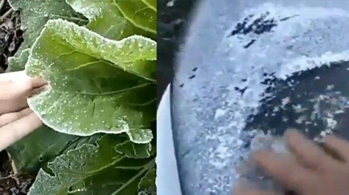 5 Fakta Menarik Embun Salju di Dieng dari Suhu 5 Derajat Celcius hingga ...