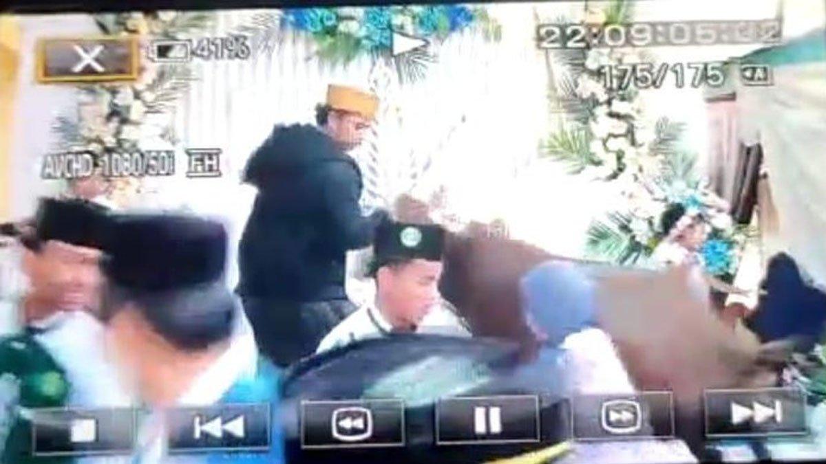 Pesta Nikah Berubah Kacau, Sapi Tetangga Jadi Penyebab, Ngamuk di Atas ...