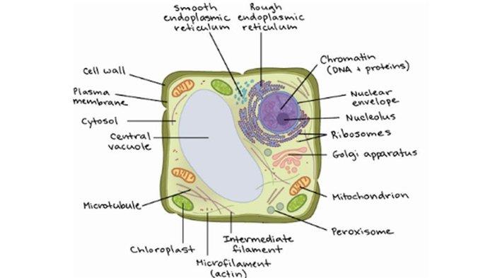 10 Perbedaan Sel Tumbuhan dan Sel Hewan: dari Ukuran, Lisosom hingga ...