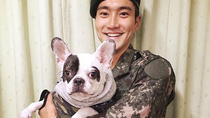 Soal Anjing Siwon yang Gigit Tetangga, Keterangan Ayah dan Tayangan ...