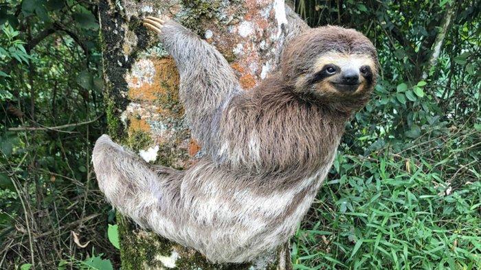 Bukan Siput, Ternyata Sloth jadi Hewan Terlambat di Dunia, Tapi Hewan ...