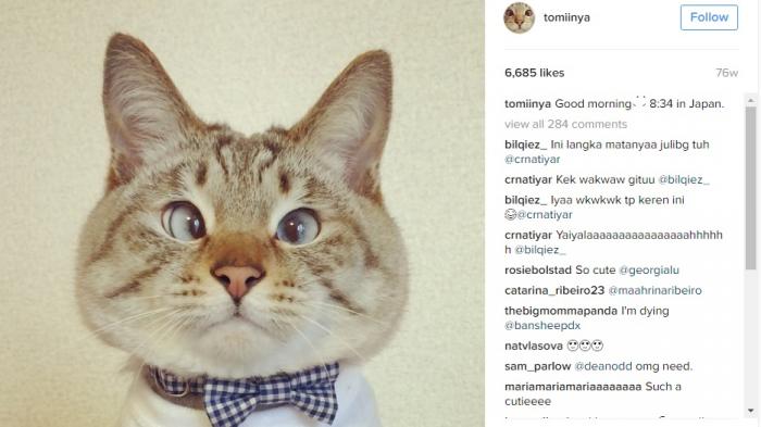 Punya Mata Juling, Kucing Ini Justru Jadi Idola di Dunia Maya ...
