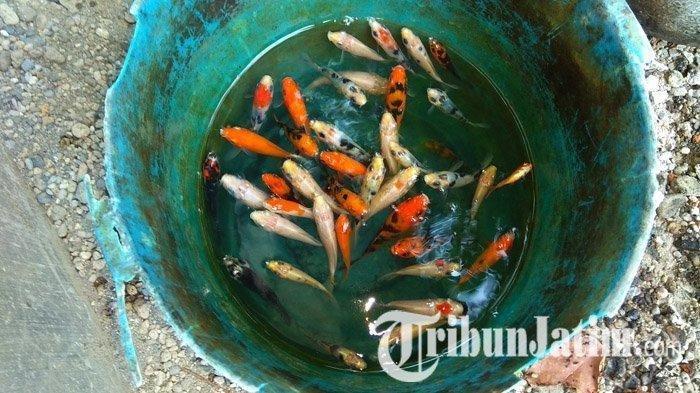 Ikan Koi dalam Feng Shui dan Hal-hal yang Perlu Diperhatikan Sebelum ...