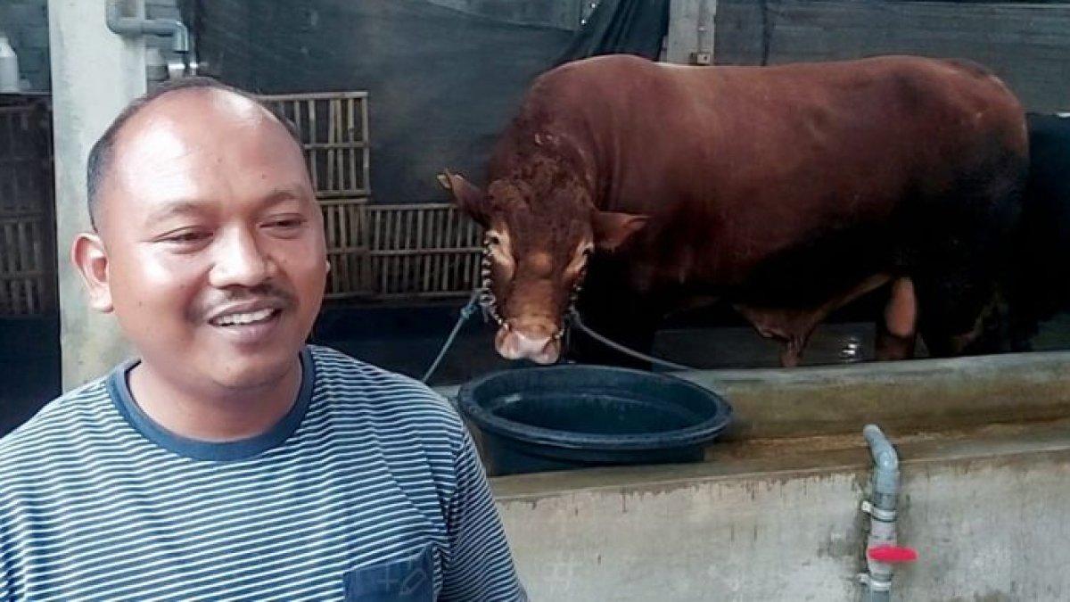 MASYA ALLAH! Kurban Sapi Jokowi di Masjid Zayed Solo 1,042 Ton, Mandi 3 ...