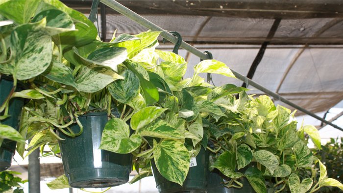 SIMAK 5 Arti Penting Tanaman dalam Filosofi Feng Shui, Benarkah Bisa ...