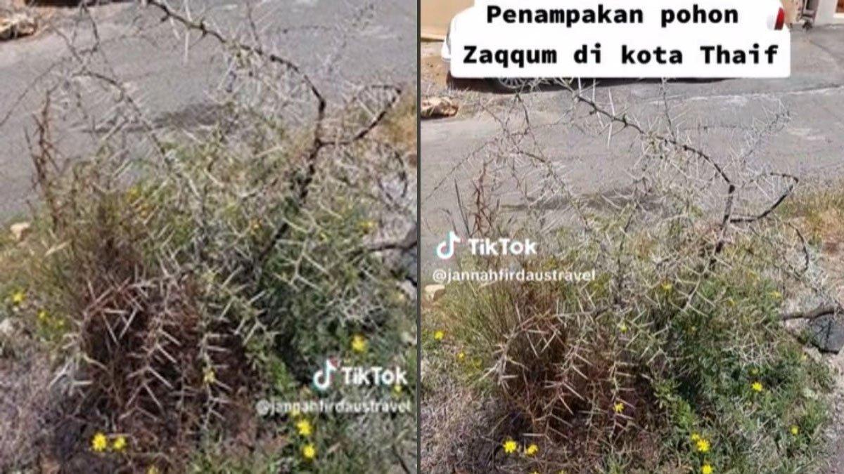 VIRAL Tanaman Berduri Disebut Pohon Zaqqum, Makanan Penghuni Neraka ...