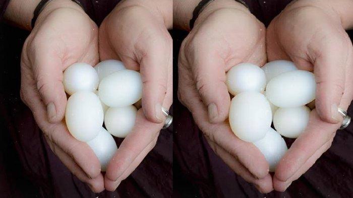 Awas! Telur Infertil Dijual Murah di Pasaran, Begini Ciri-ciri dan ...