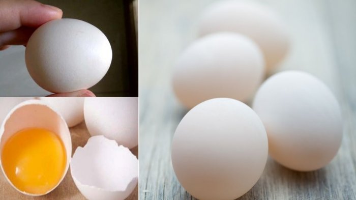 90 Persen Telur Ayam Kampung Ternyata Palsu! Begini 3 Cara Mudah ...