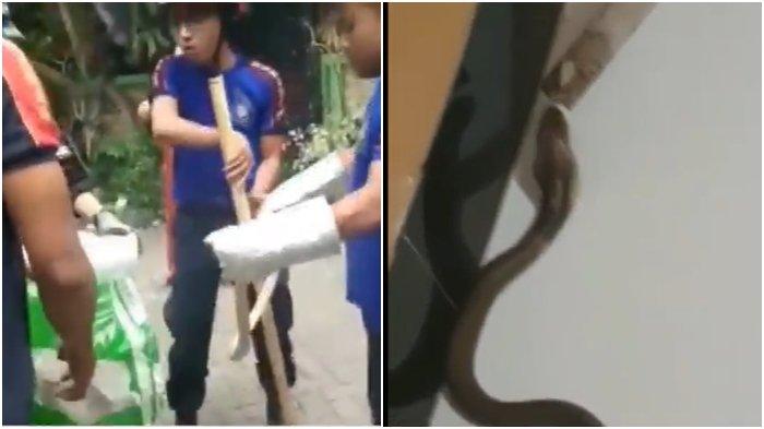Tabur Garam Tak Mencegah Datangnya Ular, 5 Cara Agar Ular Tak Masuk ...
