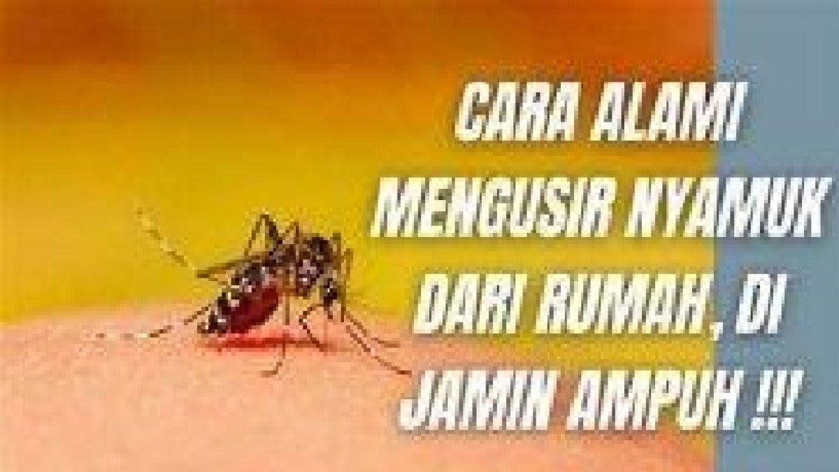 7 Cara Cepat Usir Nyamuk dari Rumah Menggunakan Bahan Alami yang ...