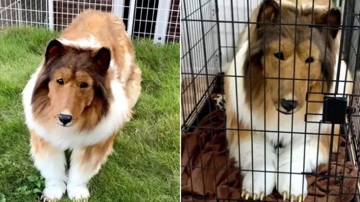 'Mimpiku Sejak Kecil' Lelah Jadi Manusia, Pria Ini Jadi Anjing di ...