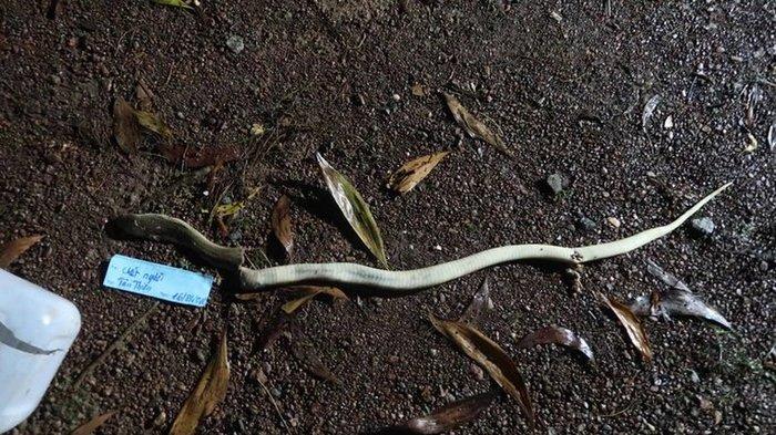 Tangkap Ular dengan Tangan Kosong, Pria Girang dan Pamerkan ke Tetangga ...